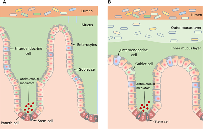 Can mucus build up in your intestines?