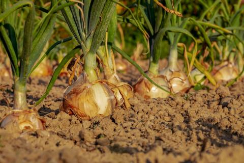 Can onions be grown anywhere?