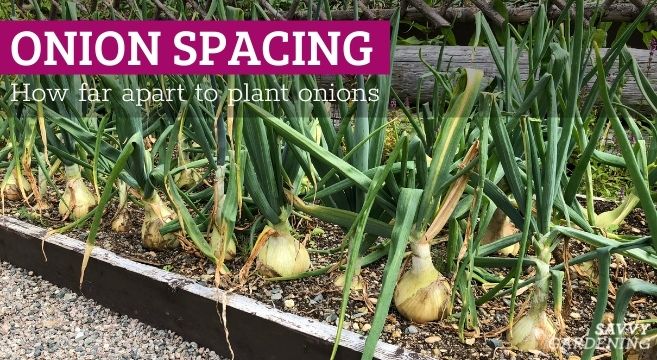 Can onions be grown in same place every year?