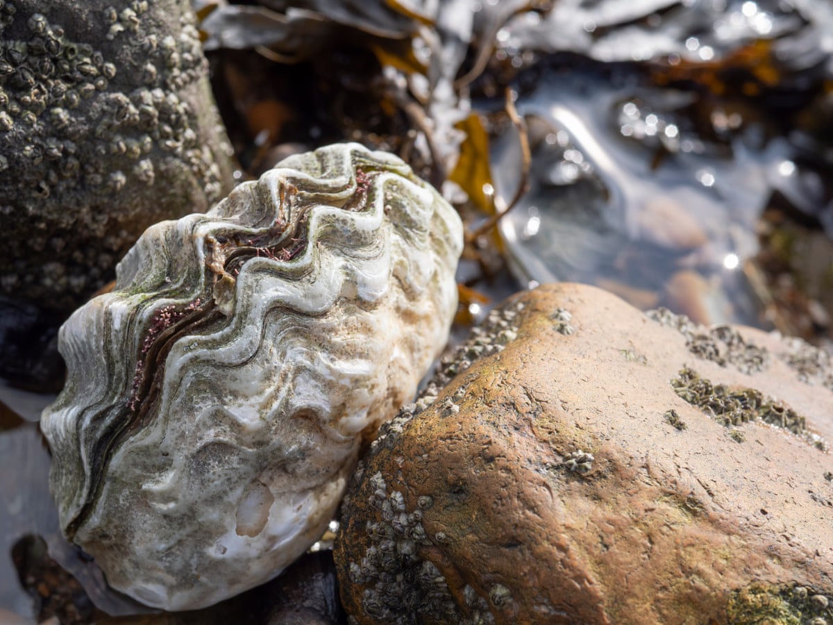 Can oyster shells be composted?