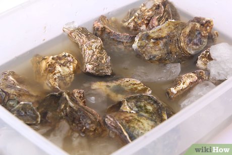 Can oysters be stored in salt water?