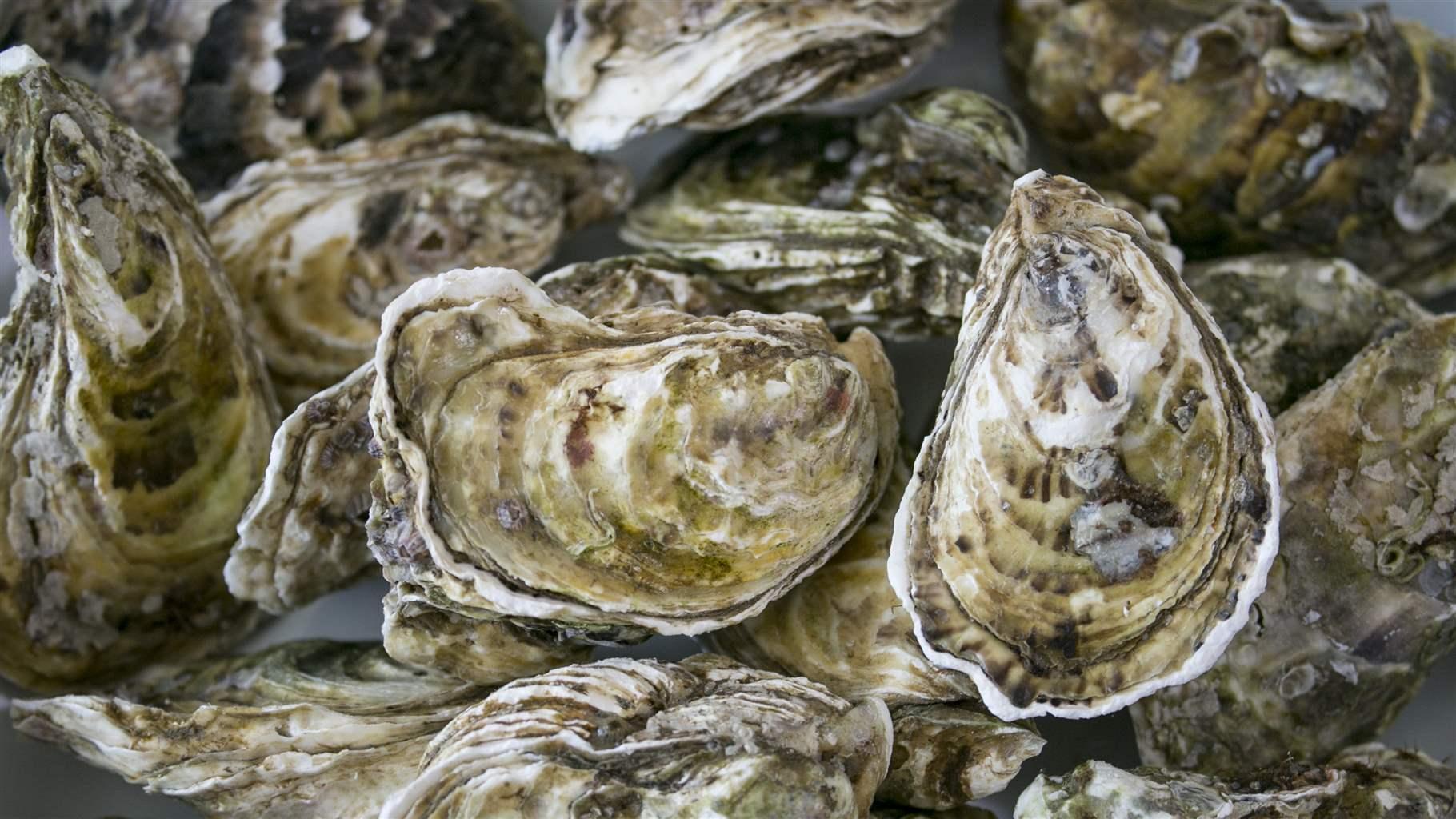 Can oysters breathe underwater?