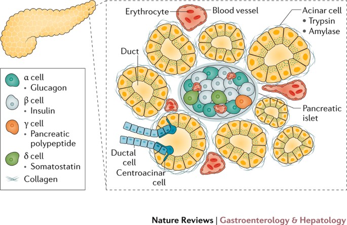 Can pancreatic function be restored?