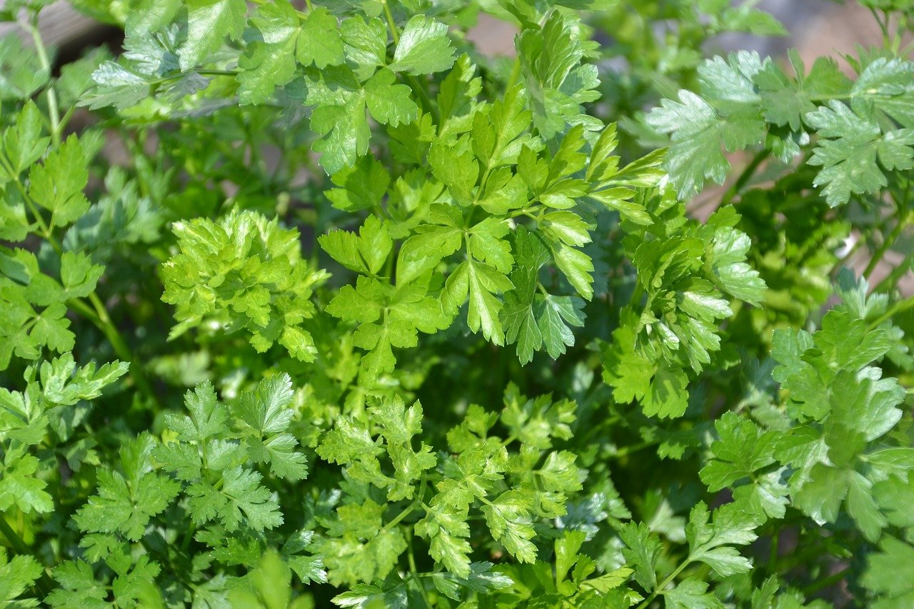 Can parsley get too much sun?
