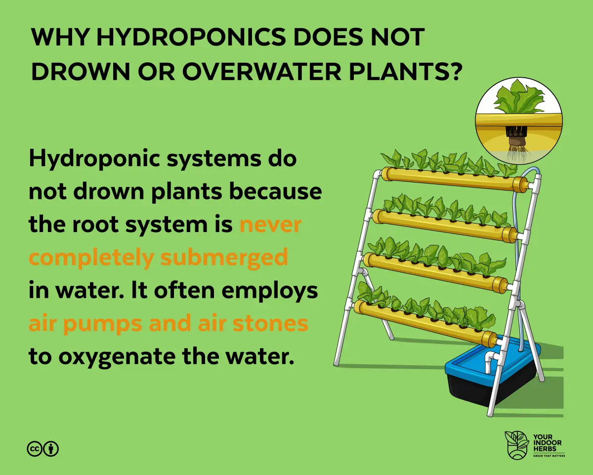 Can plants drown in hydroponics?