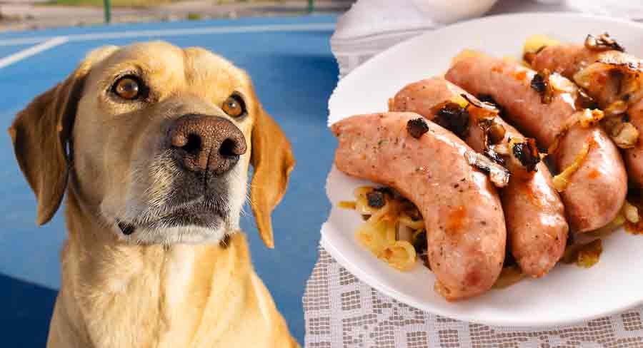 Can pork meat make a dog sick?