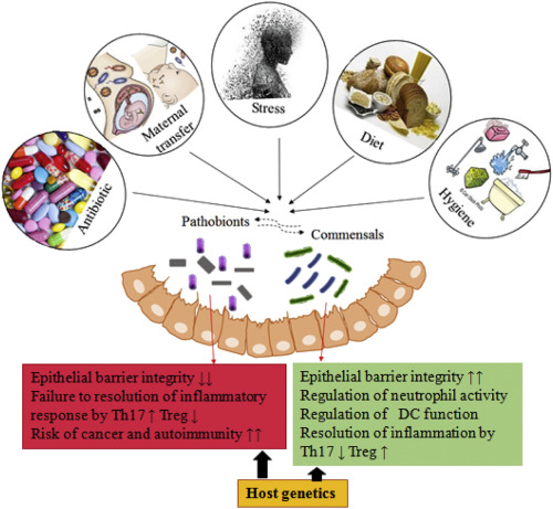 Can probiotics cure autoimmune disease?