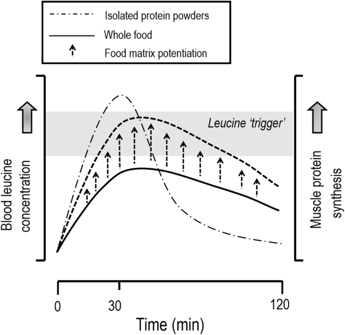 Can protein rich foods support post-exercise muscle protein remodeling?