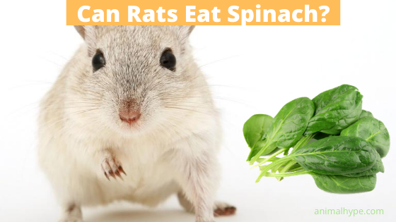 Can rats eat raw spinach?