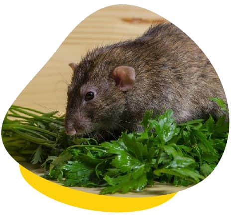 Can rats have leafy greens?