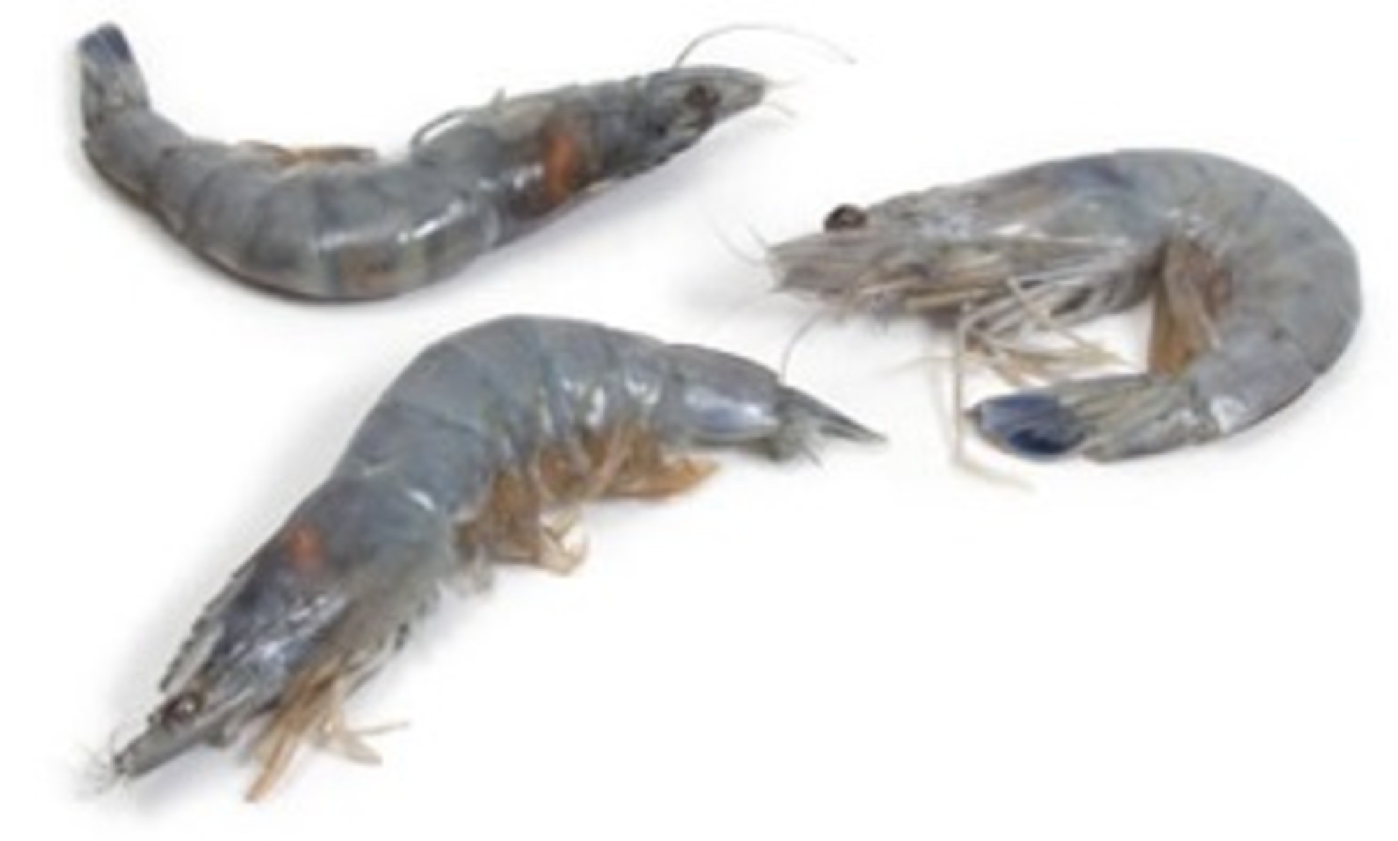 Can raw prawns be blue?