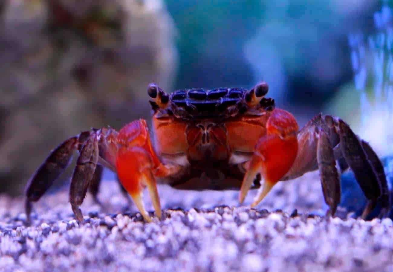 Can red claw crabs live in freshwater?