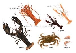 Can saltwater crayfish live in freshwater?