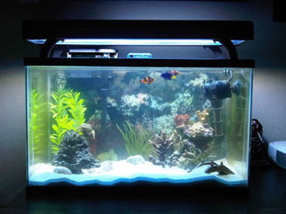 Can saltwater fish live in hard water?