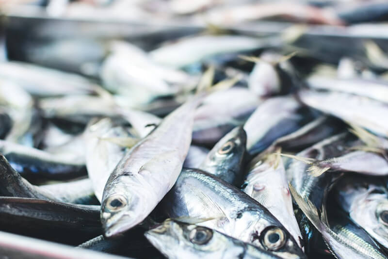 Can sardines make dogs sick?