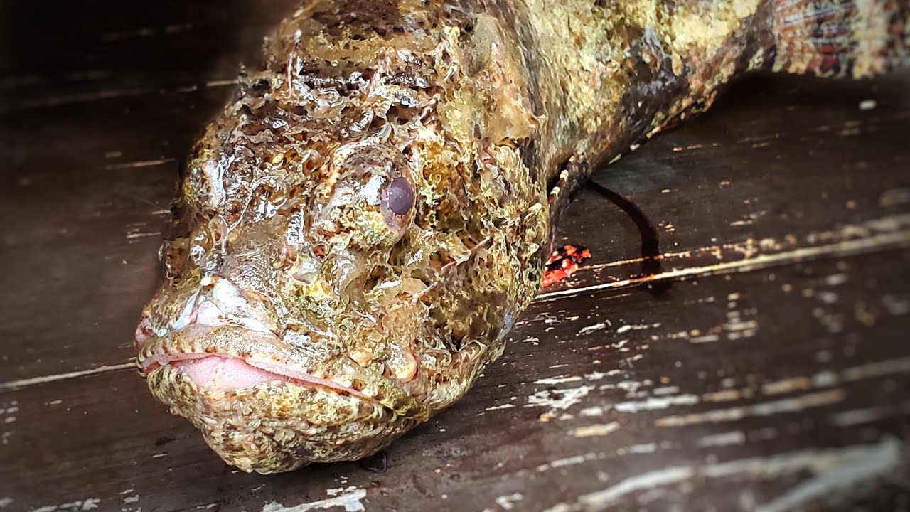 Can scorpion fish be eaten?