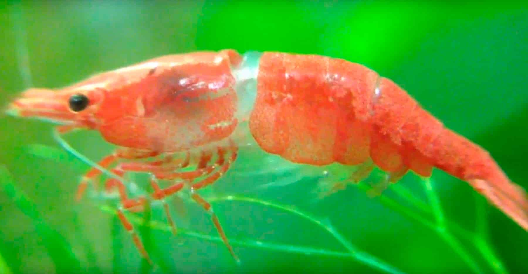 Can shrimp die after molting?