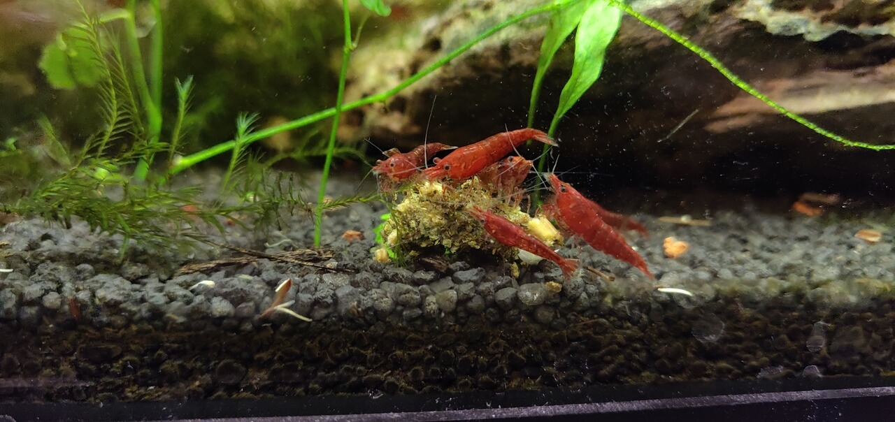 Can shrimp eat leave litter?