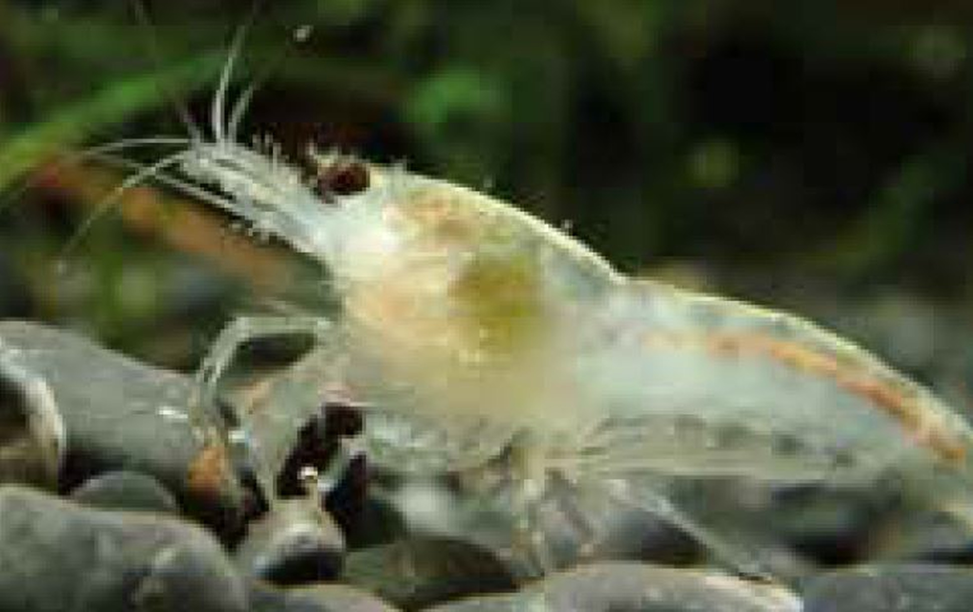 Can shrimps cause infections?