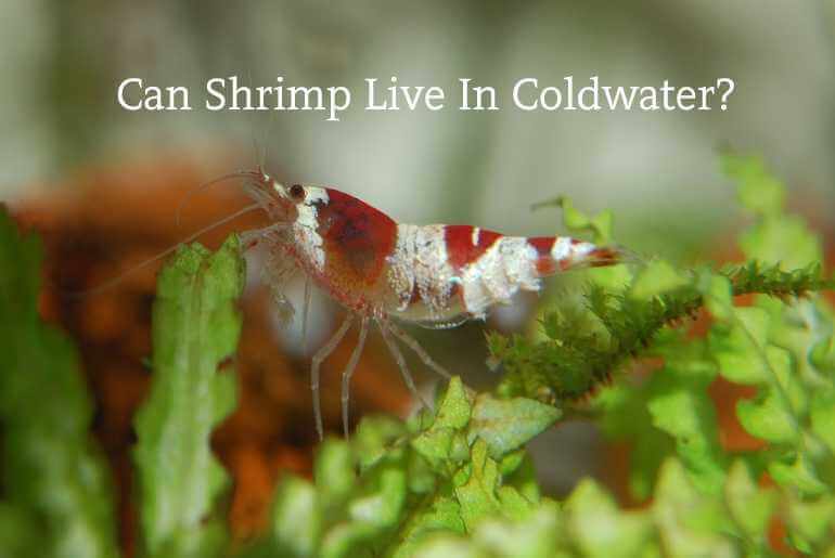 Can shrimps live in cold water?