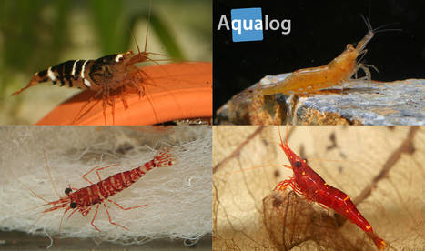 Can shrimps live in freshwater?