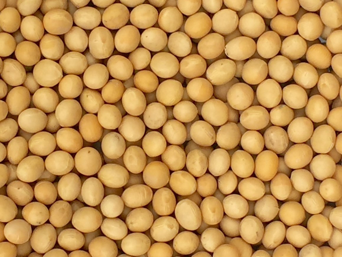 Can soybeans be non-GMO?