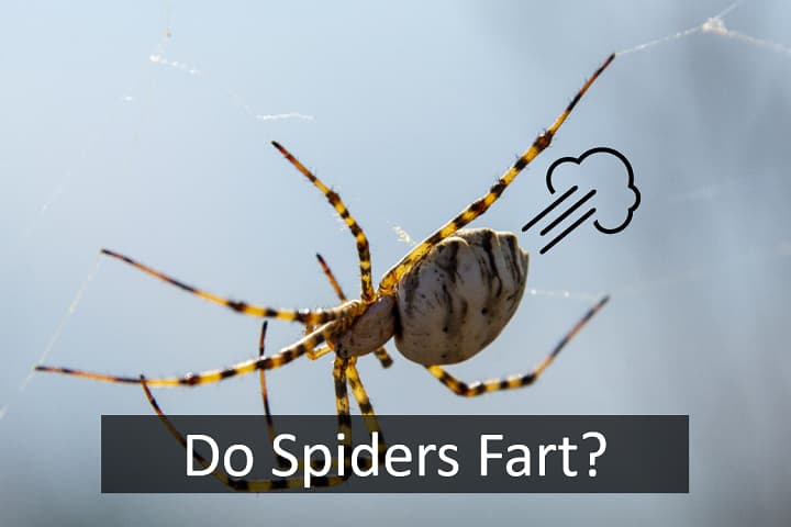 Can spiders fart?