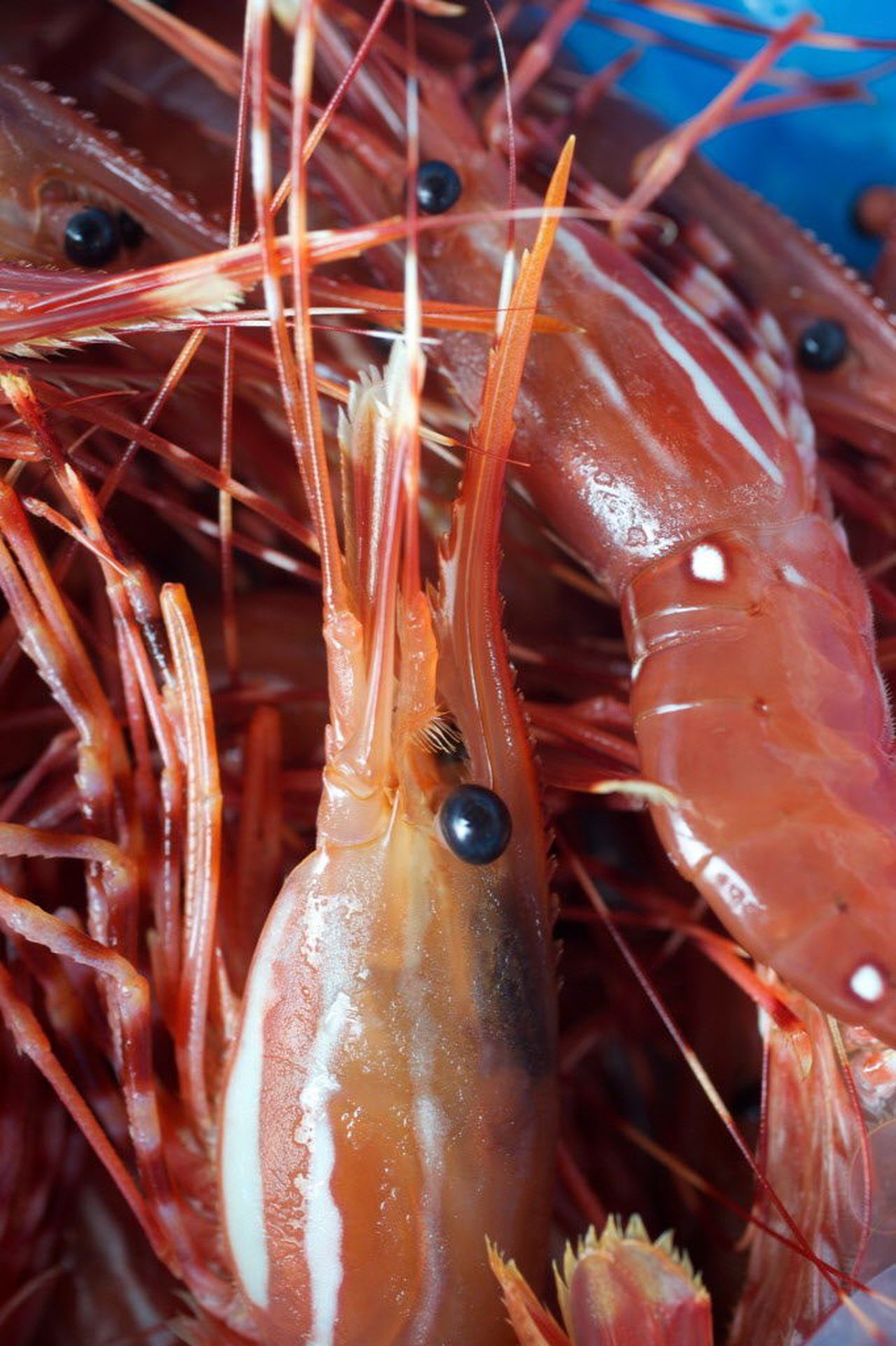 Can spot prawns change color?