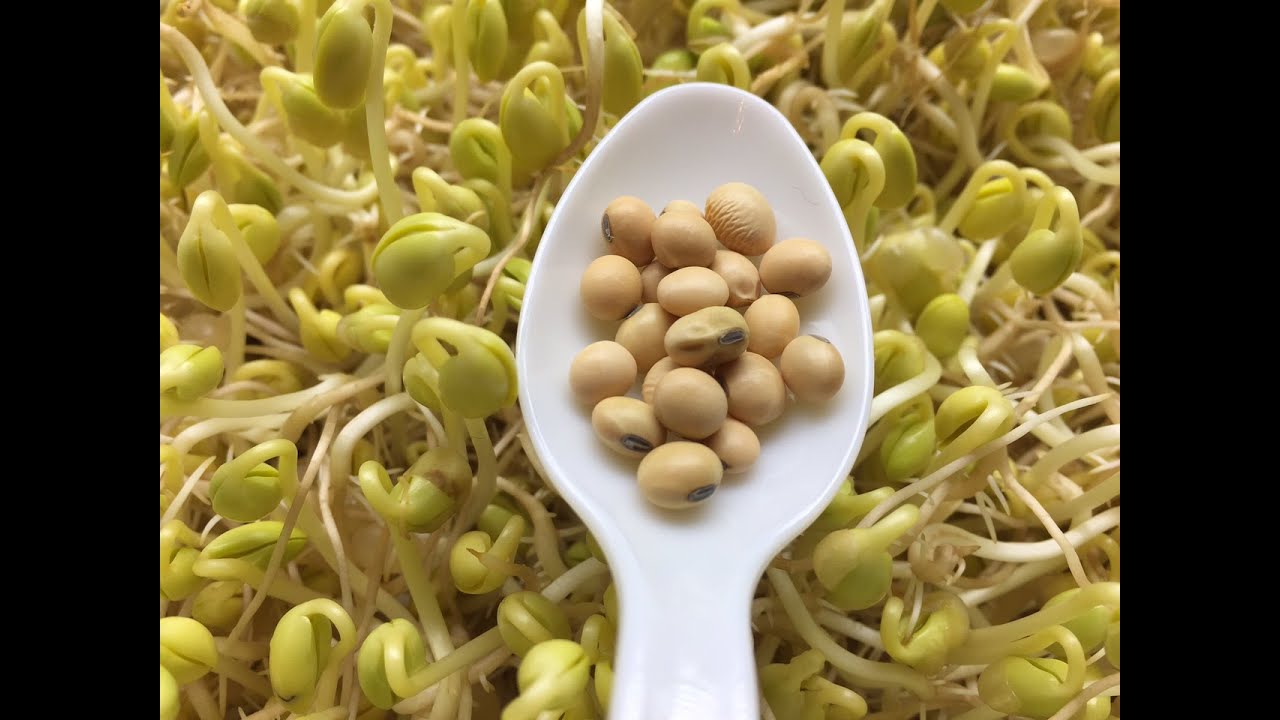 Can sprouted soybeans be eaten raw?