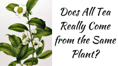 Can tea be made from any plant?
