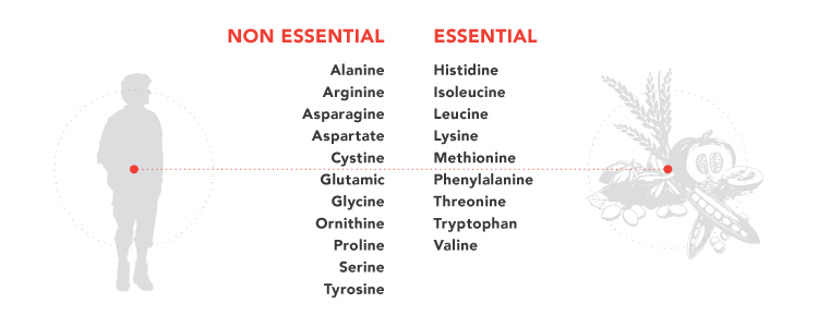 Can the body function without essential amino acids?