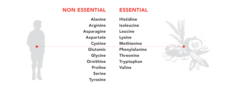 Can the body make essential or nonessential amino acids?