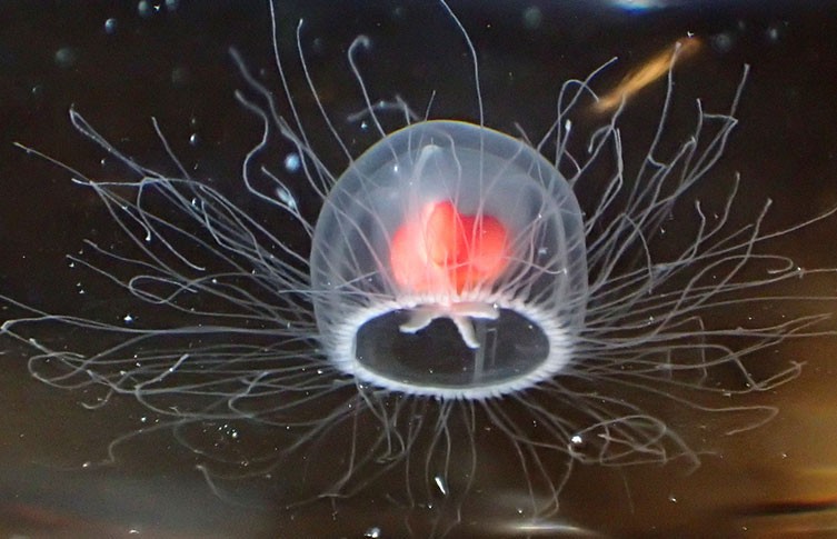 Can the immortal jellyfish be killed?