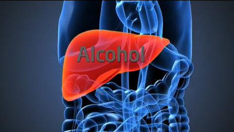 Can the liver repair itself if damaged?