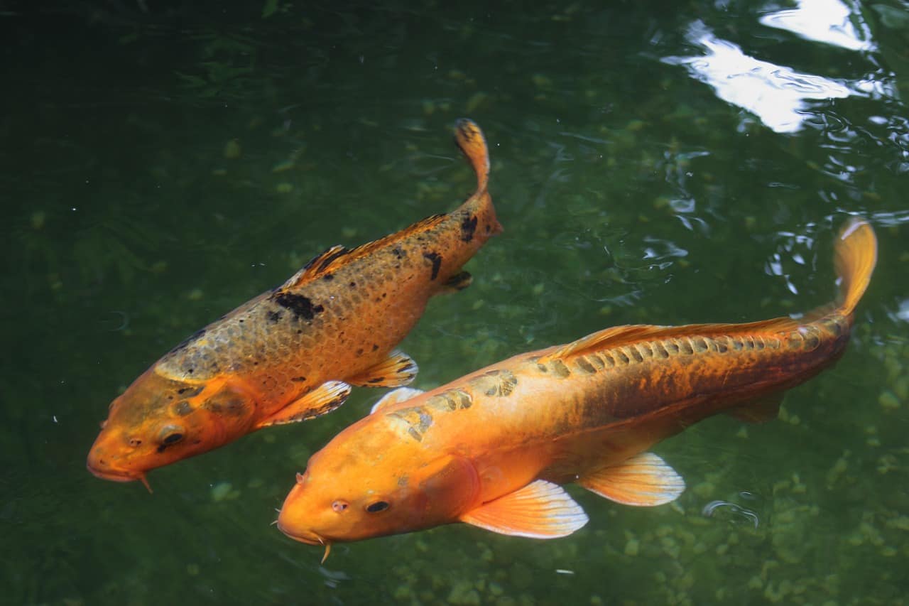 Can tilapia live with koi?