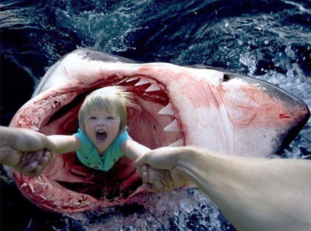 Can toddlers eat shark?