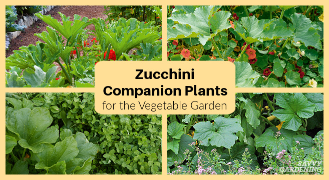 Can tomatoes and zucchini be planted together?