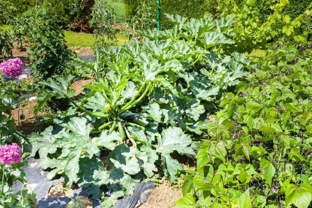 Can two zucchini plants grow together?