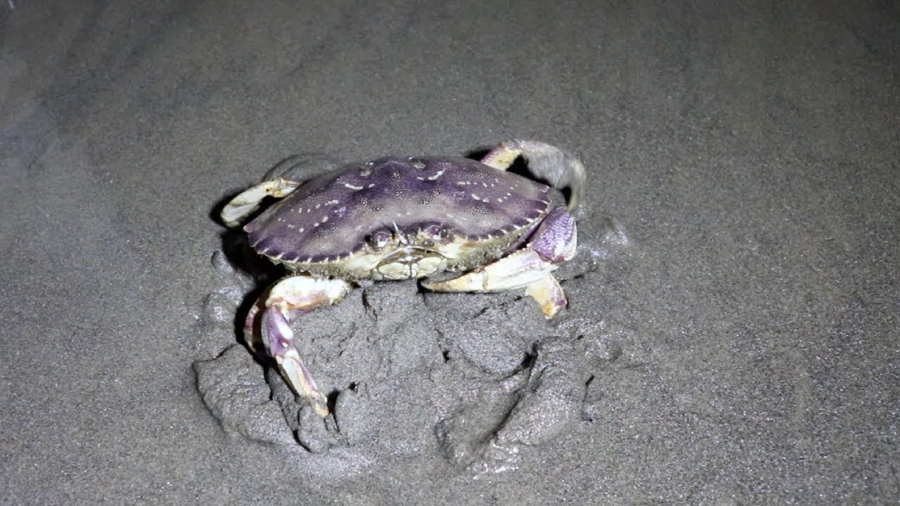 Can u catch crabs at night?