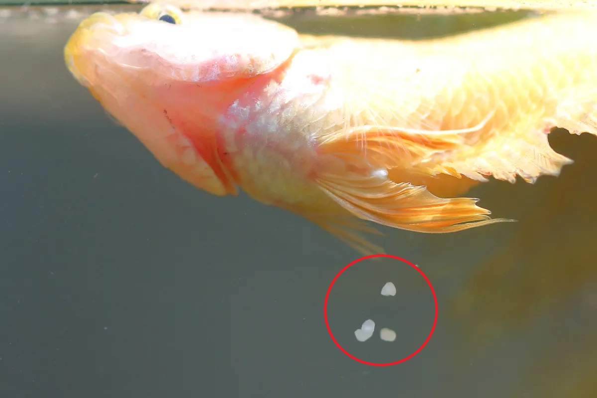 Can unfertilized eggs hatch fish?
