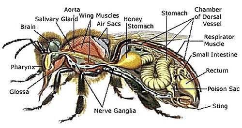 Can vegetarians have honey?