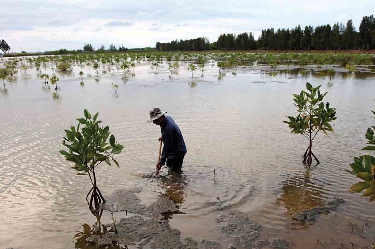 Can we eat prawns without destroying mangrove forests?