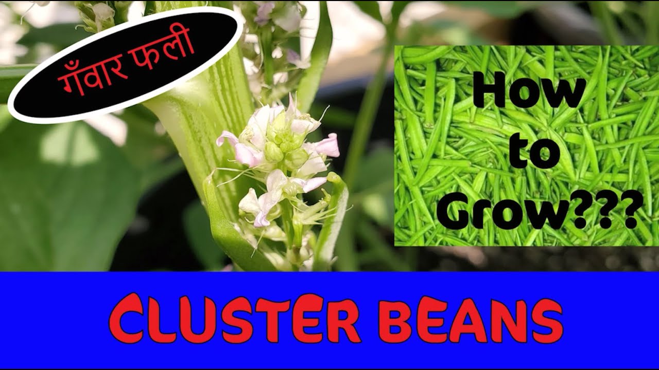 Can we grow cluster beans from fresh seeds?