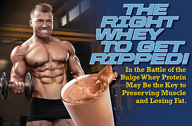 Can whey protein make you shredded?