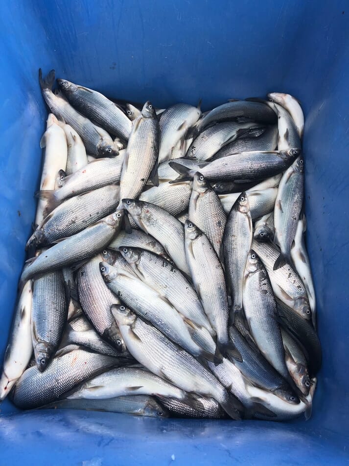 Can white fish be farm raised?