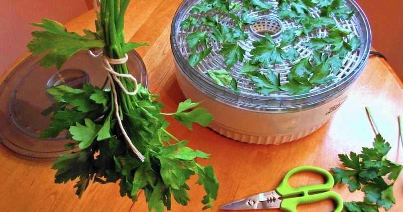 Can you air dry fresh parsley?