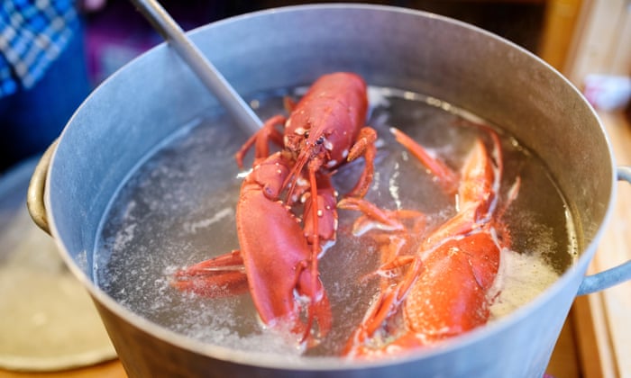 Can you boil a lobster alive in the USA?
