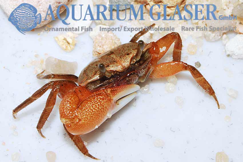 Can you breed crabs?