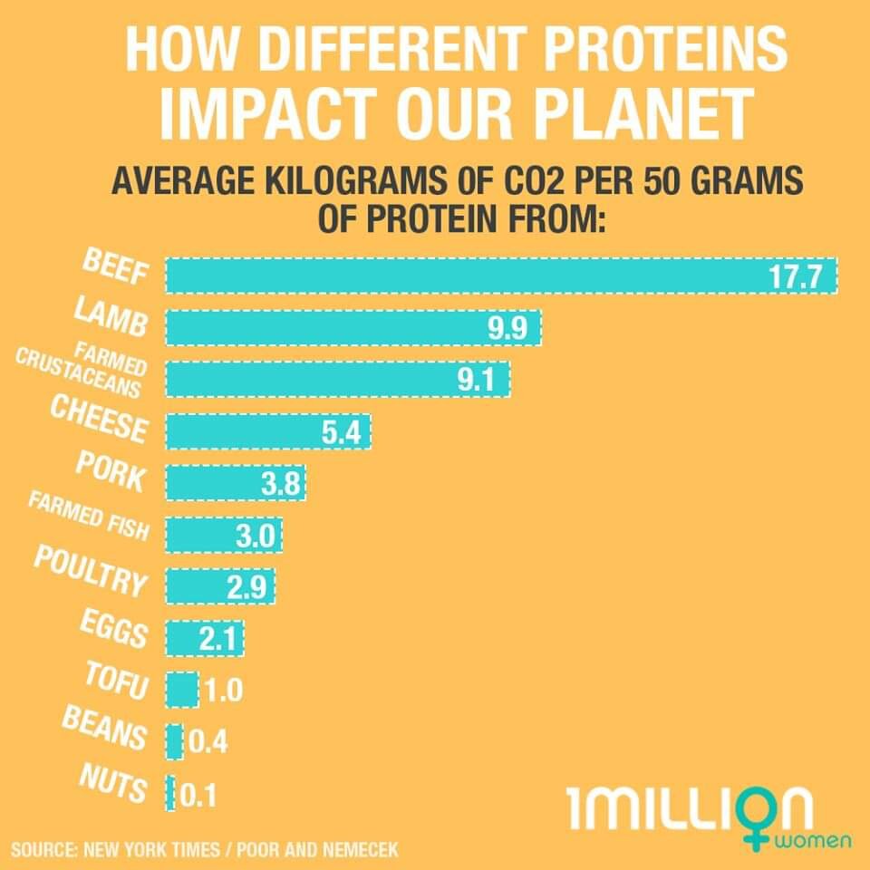 Can you build muscle with plant-based protein?