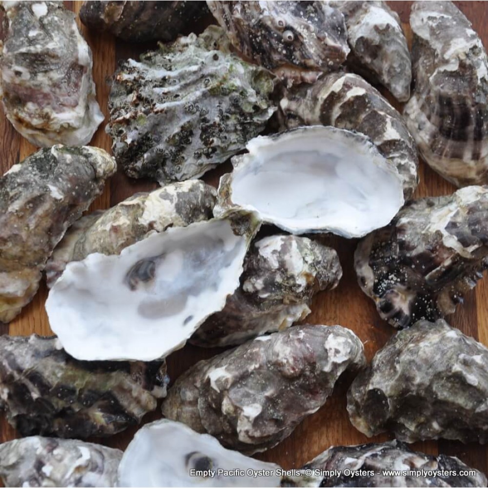 Can you buy empty oyster shells?